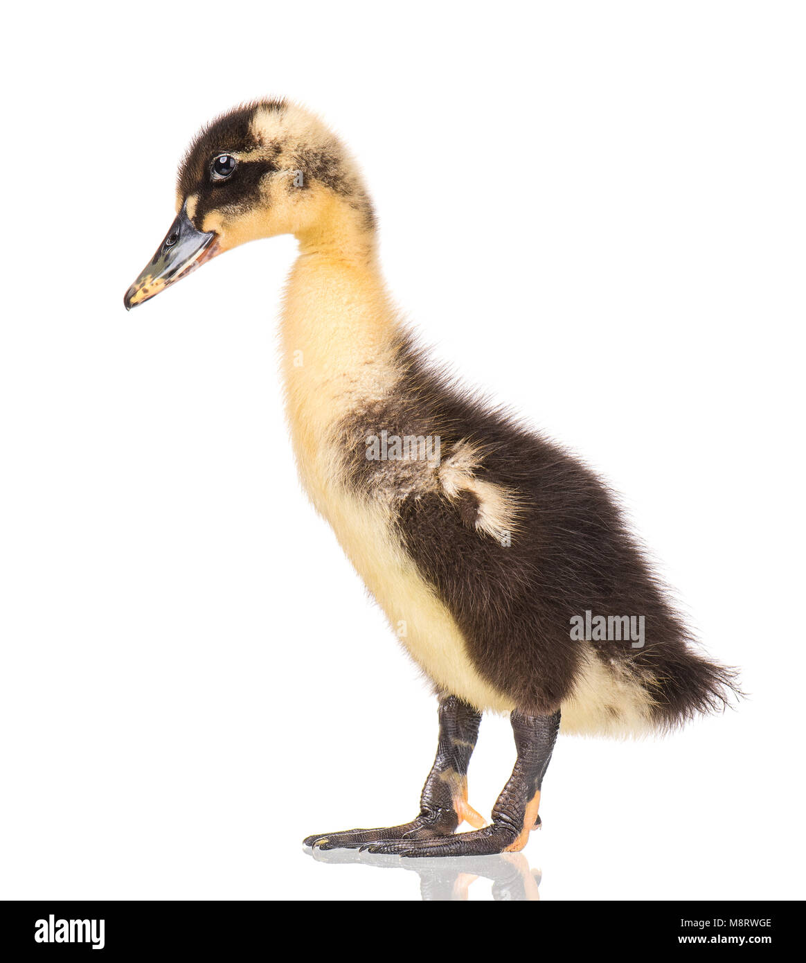 Cute little black newborn duckling isolated on white background. Newly ...