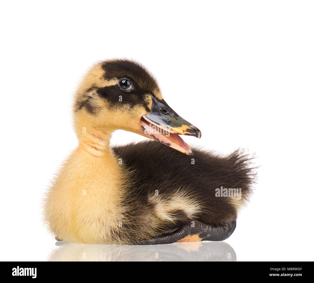 Cute little black newborn duckling isolated on white background. Newly ...