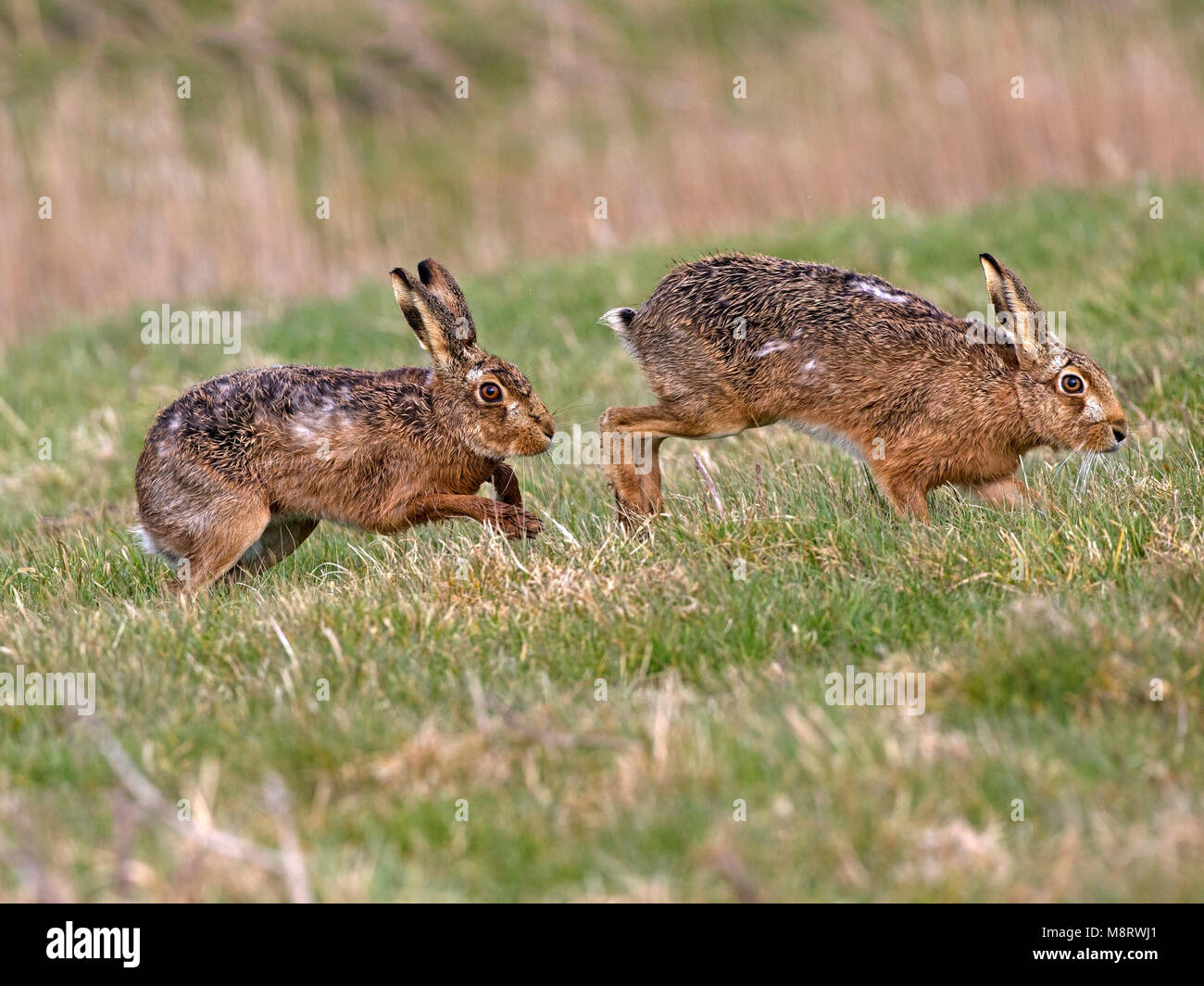 Chasing the hare hi-res stock photography and images - Alamy
