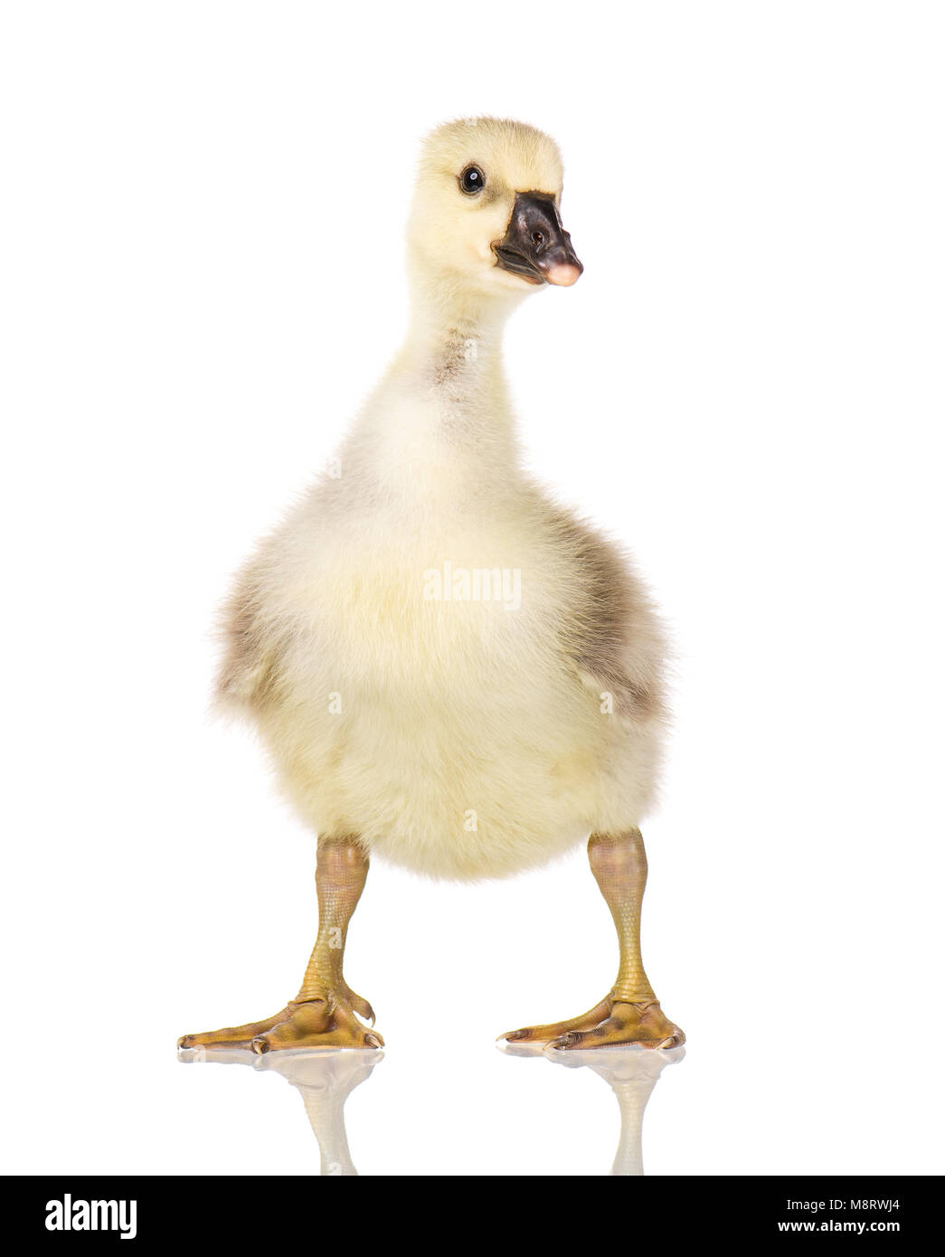 Cute little newborn fluffy gosling. One young goose isolated on a white ...