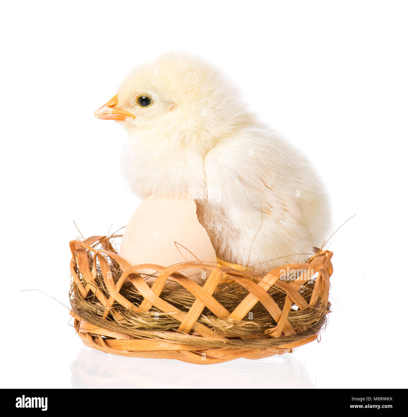 Cute little newborn chicken standing in nest, isolated on white ...