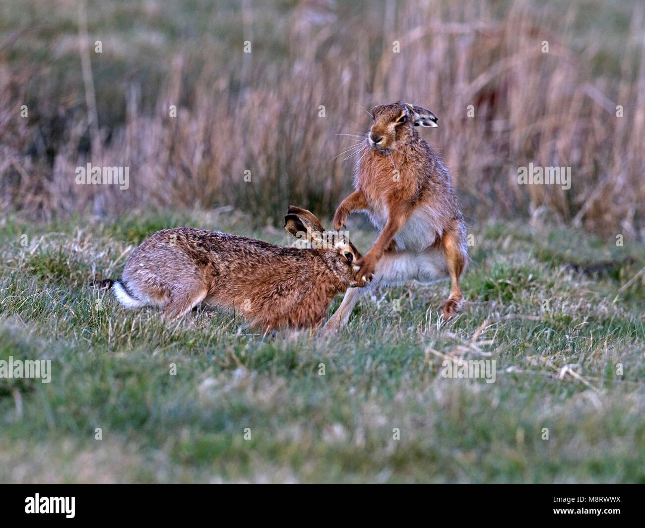 Mammals Fighting High Resolution Stock Photography and Images - Alamy