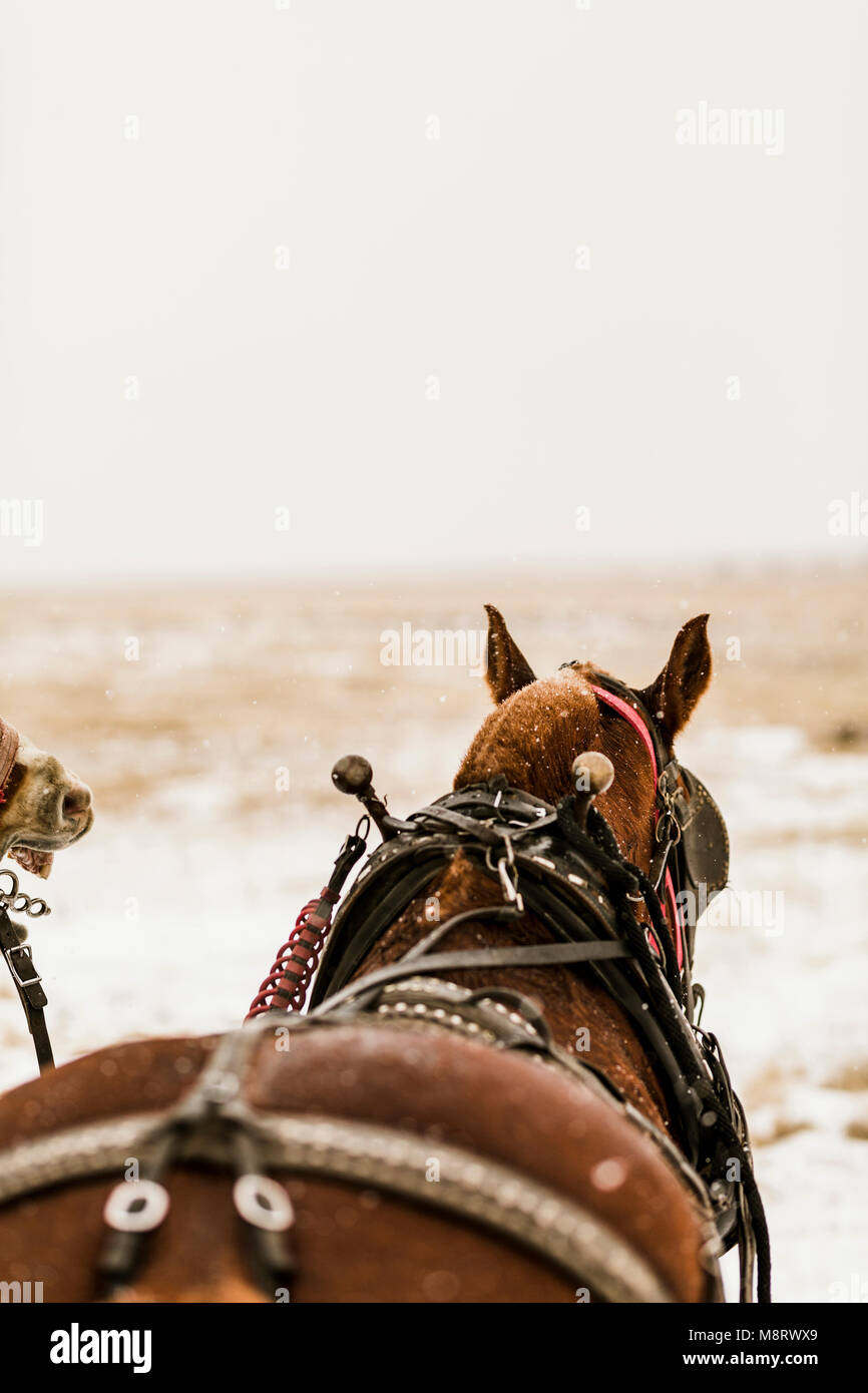 Rear view of horse hi-res stock photography and images - Alamy