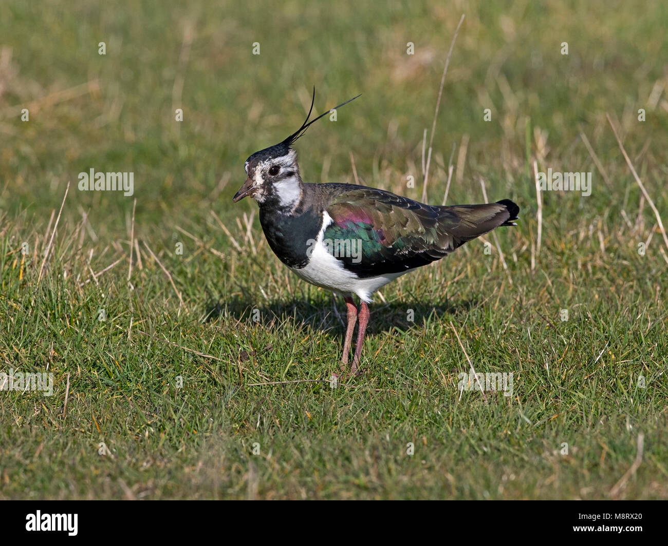 Lapwing england hi-res stock photography and images - Alamy