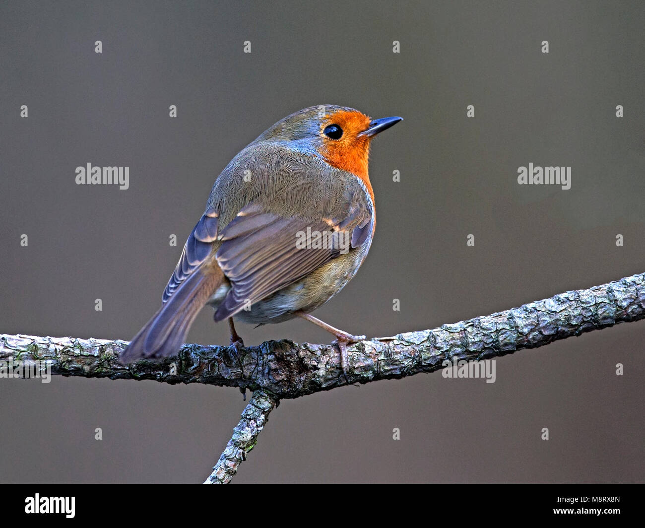 Robin england hi-res stock photography and images - Alamy