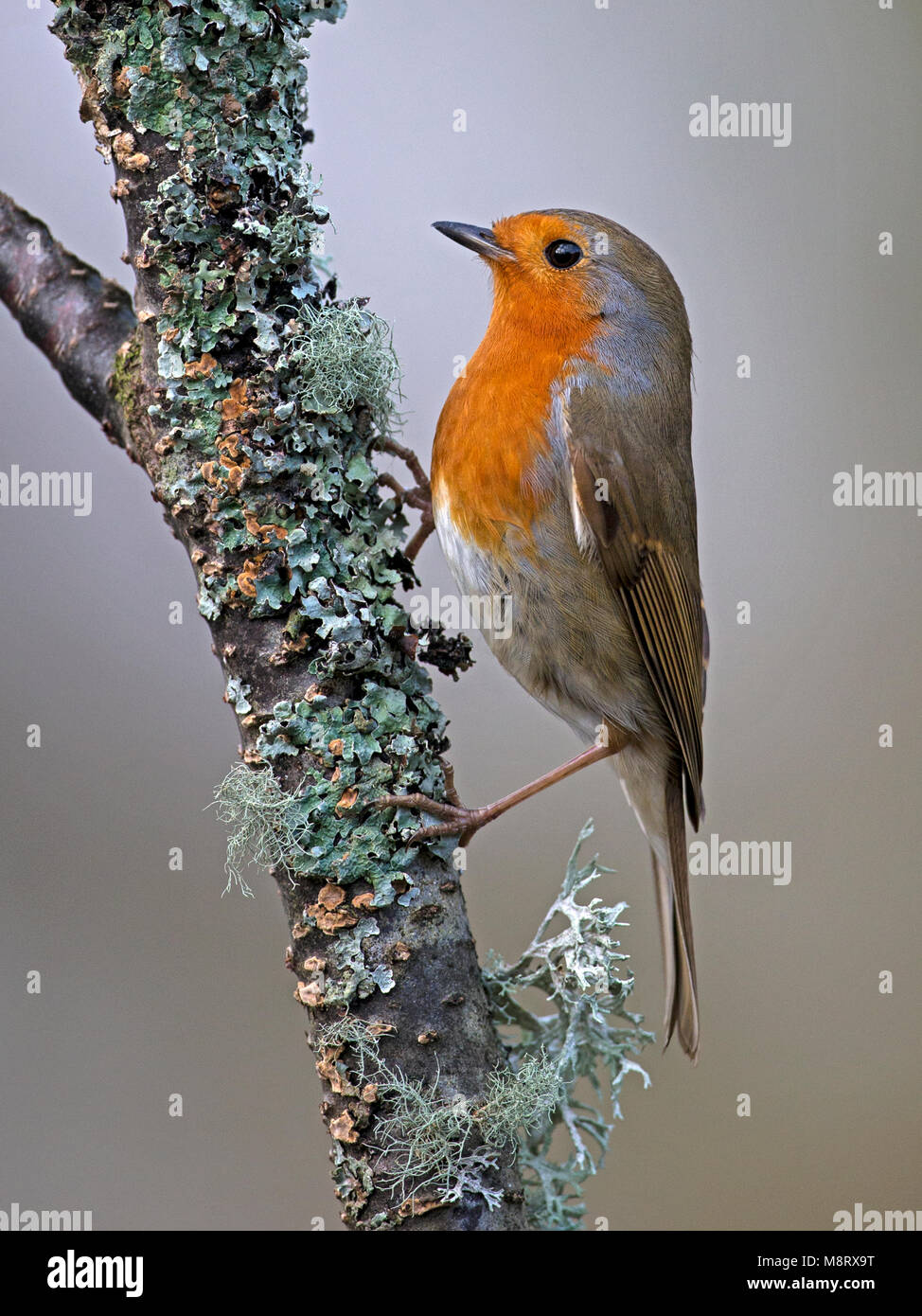 European robin on tree hi-res stock photography and images - Alamy