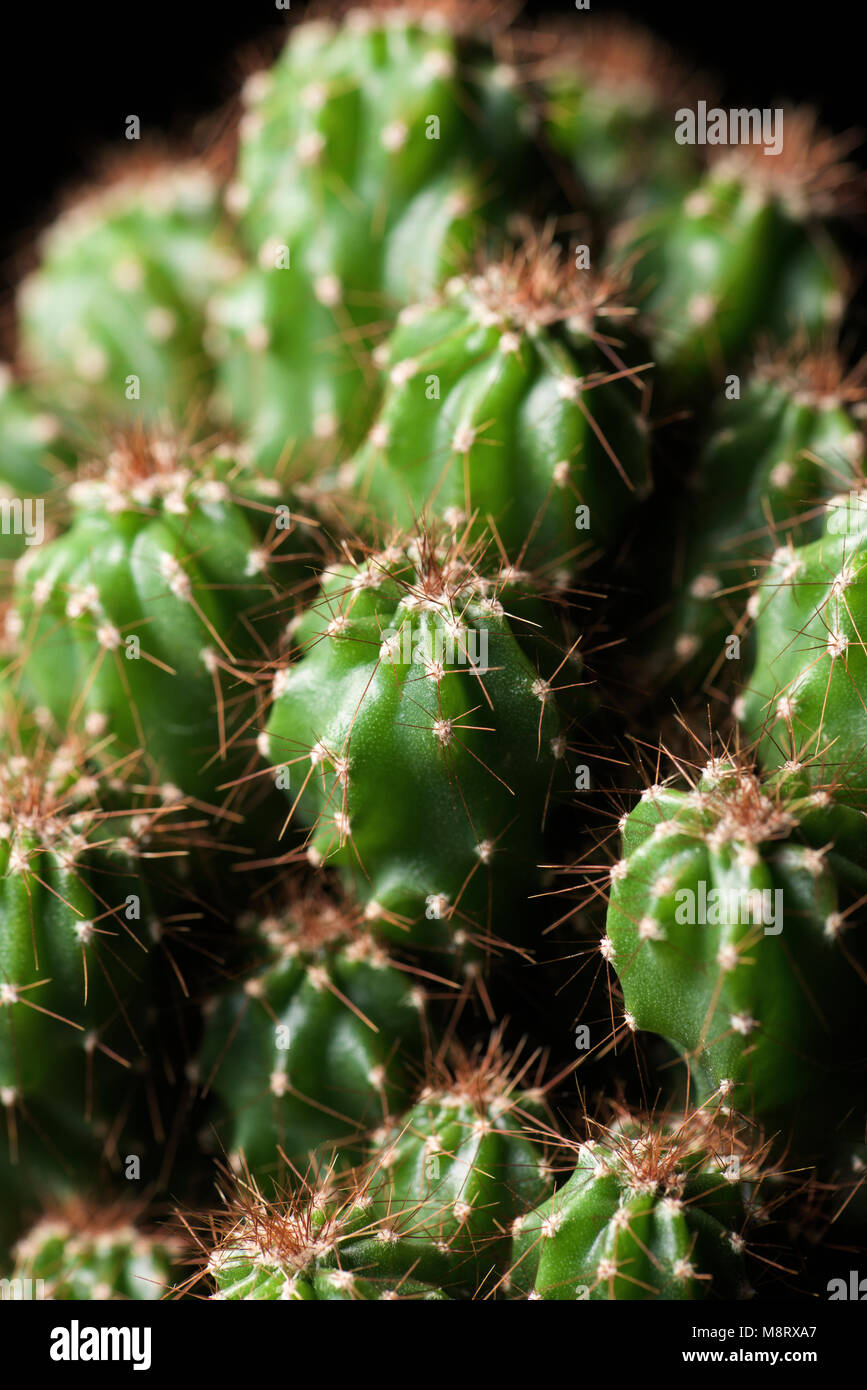 Potted cactus hi-res stock photography and images - Alamy