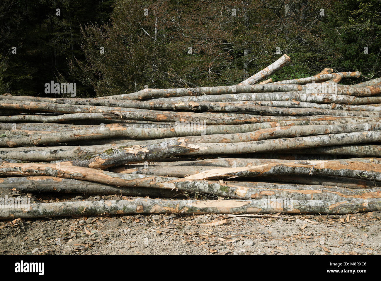 Deforestation and nature hi-res stock photography and images - Alamy