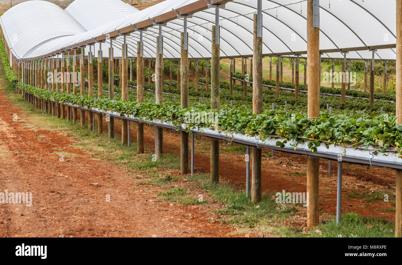 Rows of strawberry plants under large tents Stock Photo - Alamy