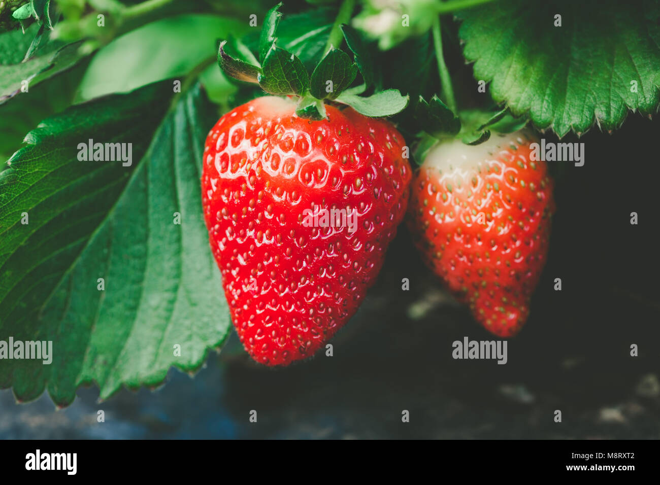 Ripe strawberries hanging down closeup on blurred background Stock ...