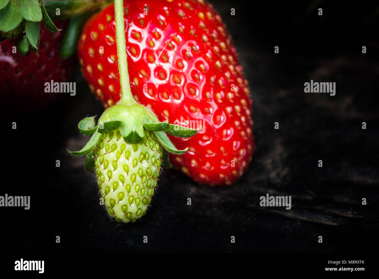 Ripe and unripe strawberries closeup with copy space. Shallow depth of ...