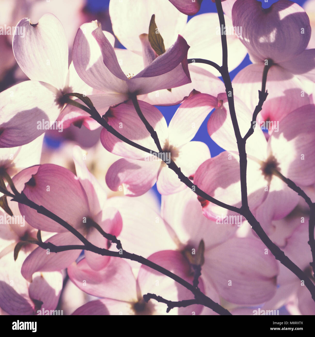 Pink flowering dogwood hi-res stock photography and images - Alamy