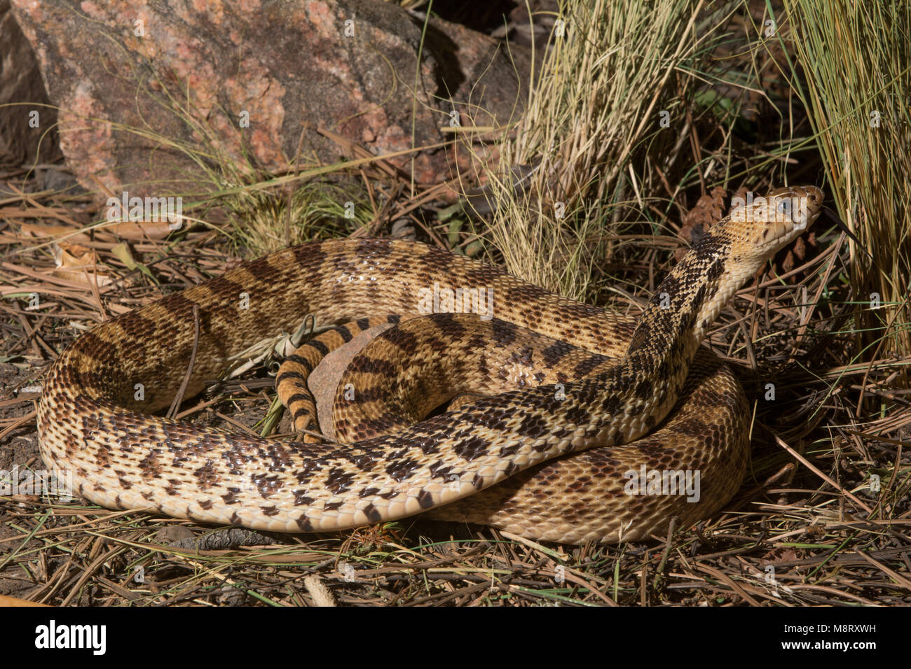 An adult male Bullsnake (Pituophis catenifer sayi), a common inhabitant ...