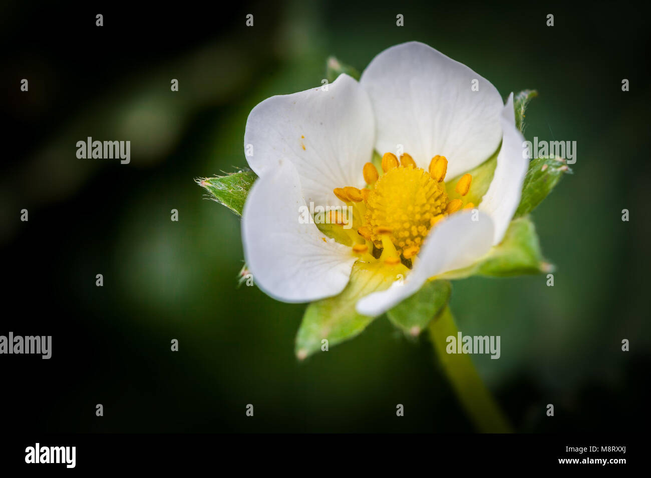 Strawberry bloom hi-res stock photography and images - Alamy
