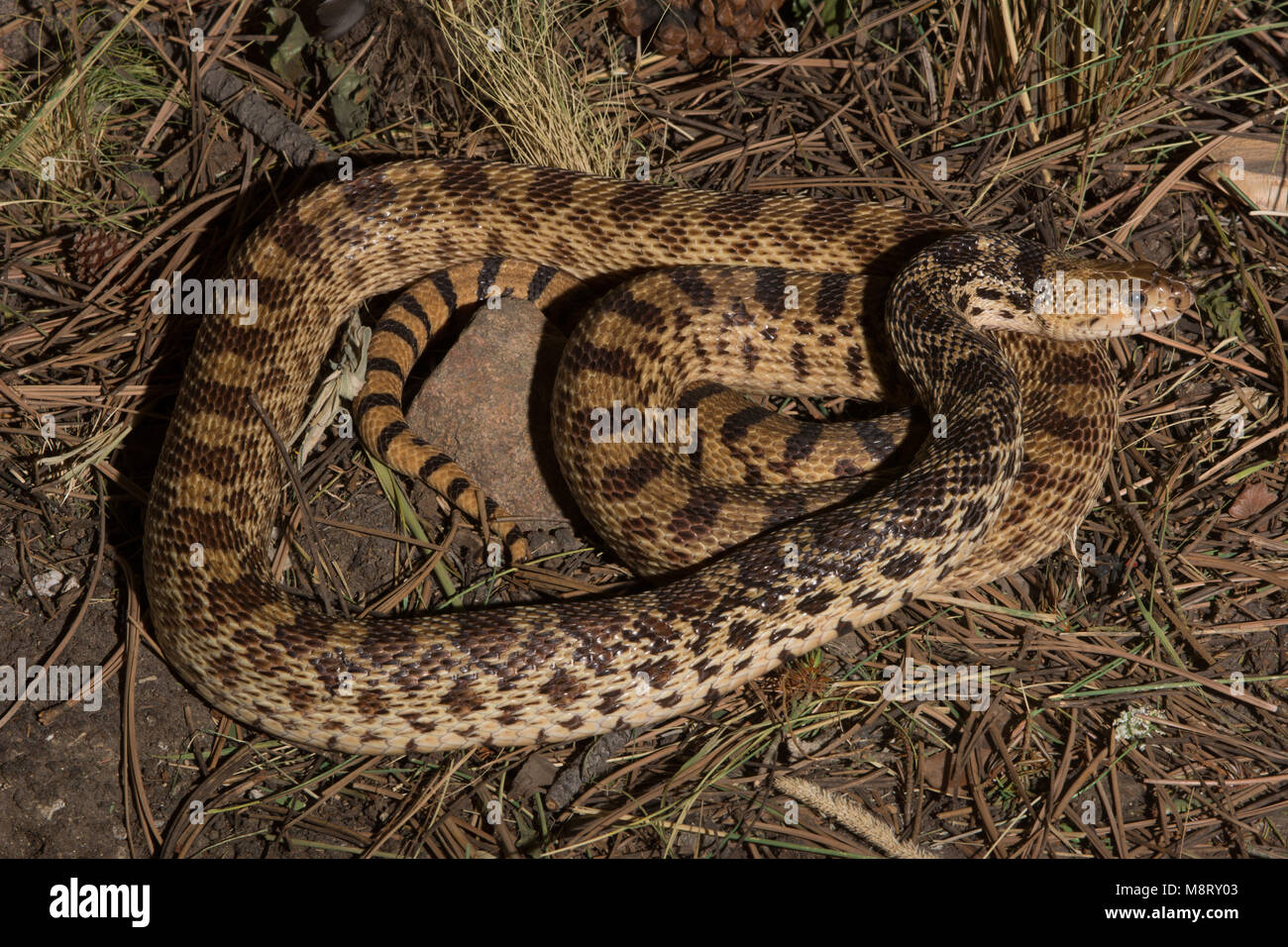 An adult male Bullsnake (Pituophis catenifer sayi), a common inhabitant ...