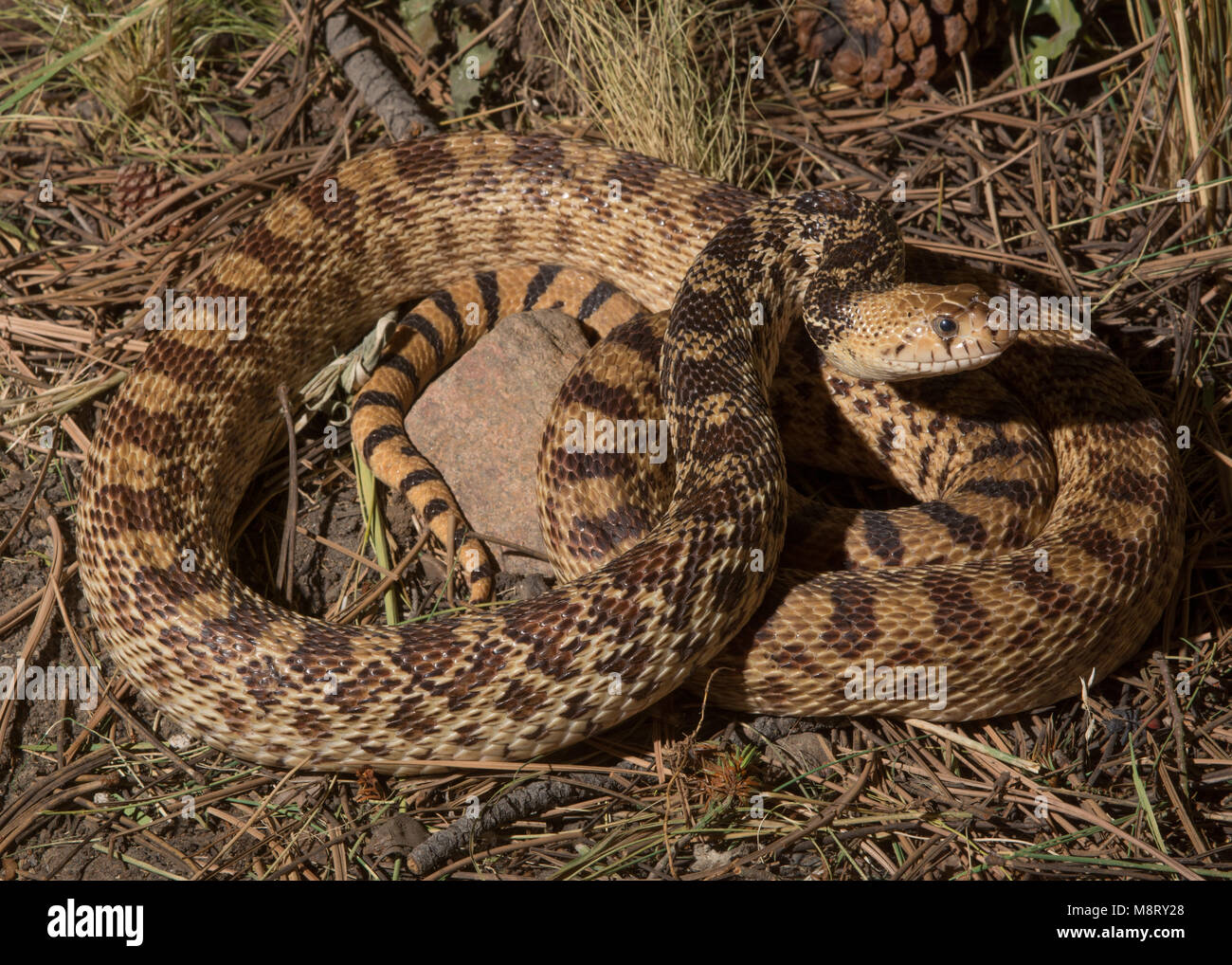 An adult male Bullsnake (Pituophis catenifer sayi), a common inhabitant ...