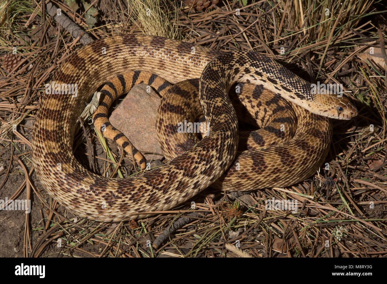 Gophersnake hi-res stock photography and images - Alamy