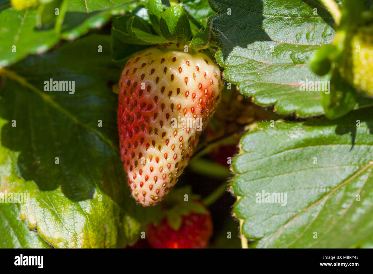 Strawberry ripe process hi-res stock photography and images - Alamy