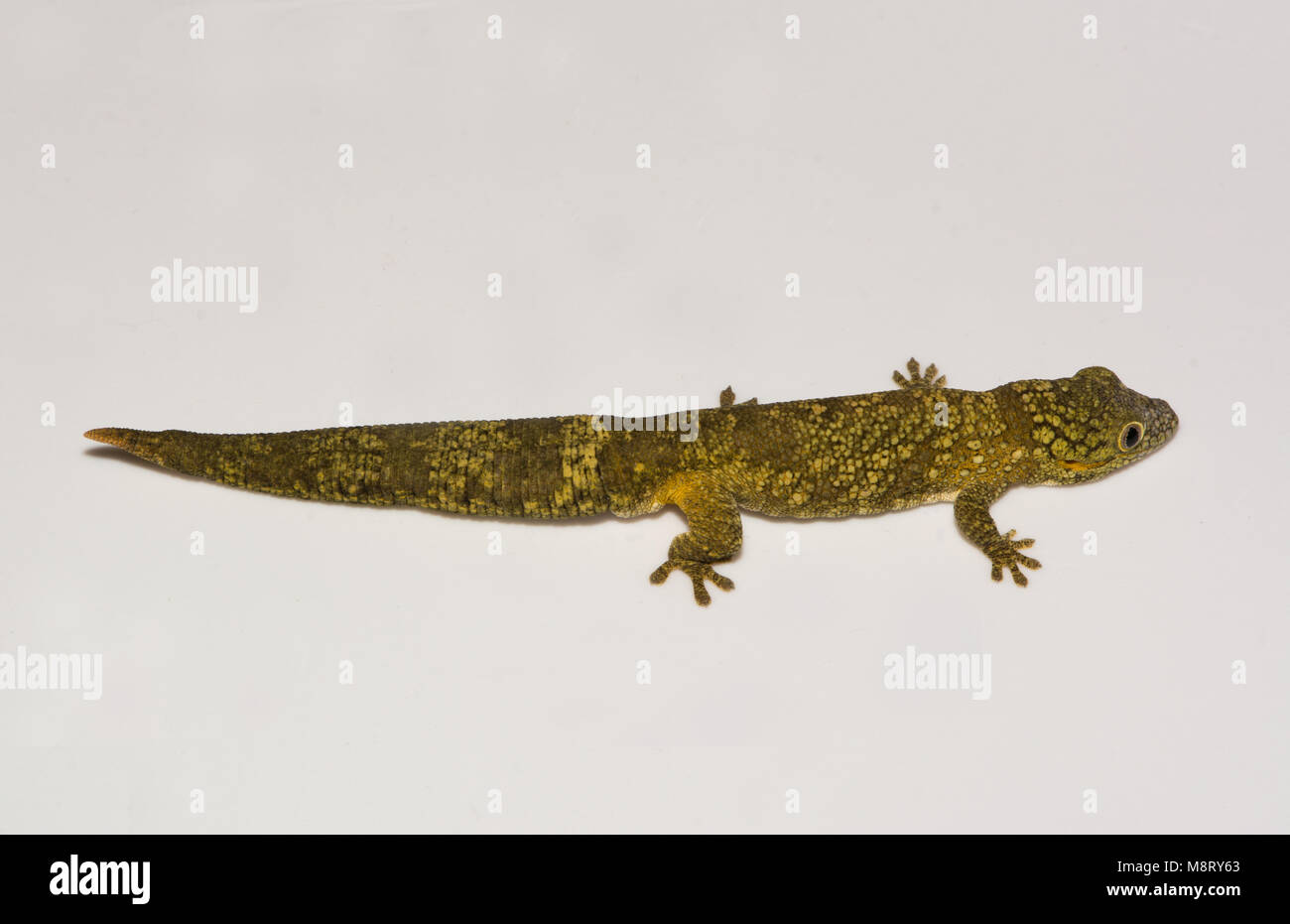 Bauer's Chameleon Gecko (Eurydactylodes agricolae Stock Photo - Alamy