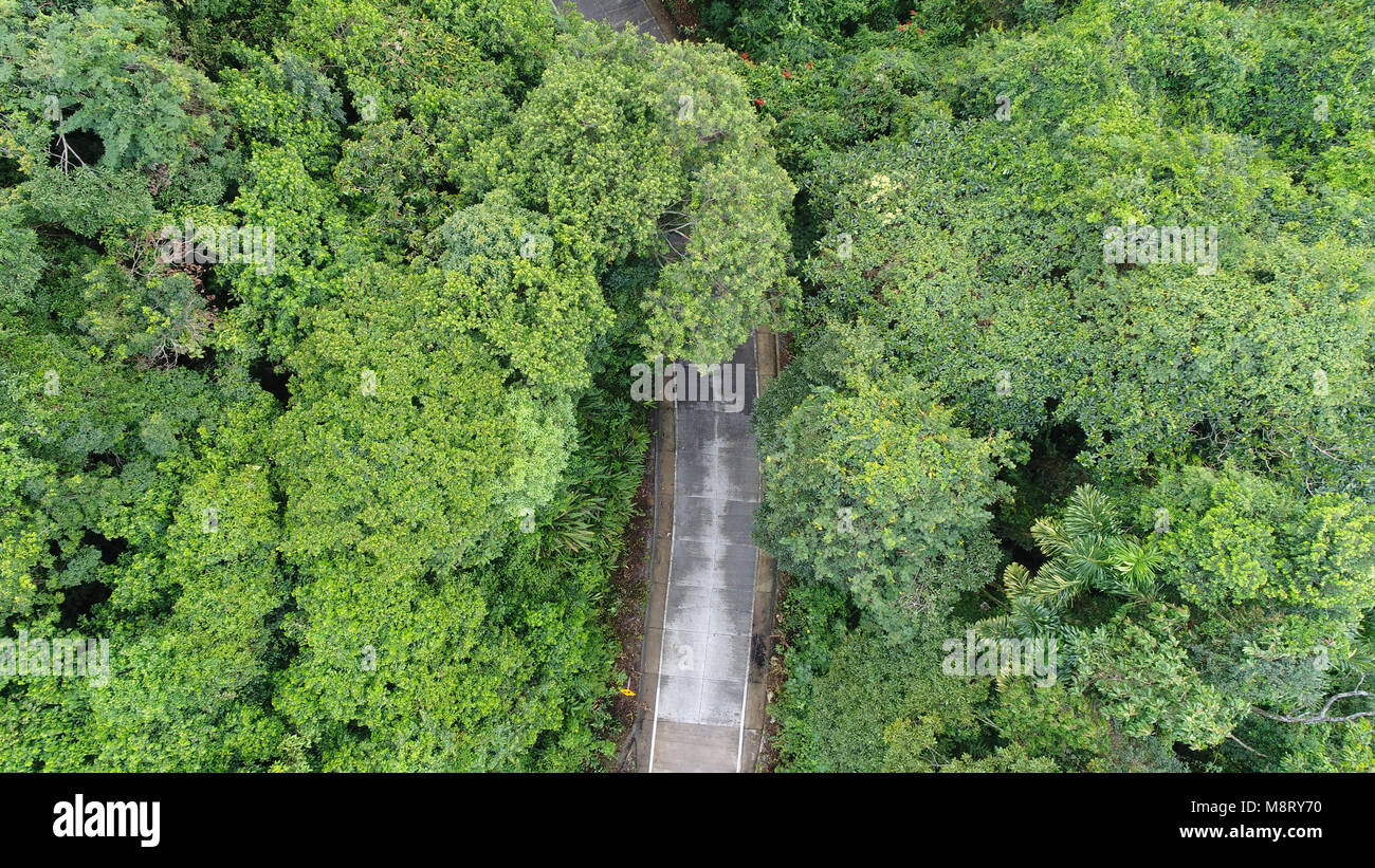 Colombia forest trees green hi-res stock photography and images - Alamy