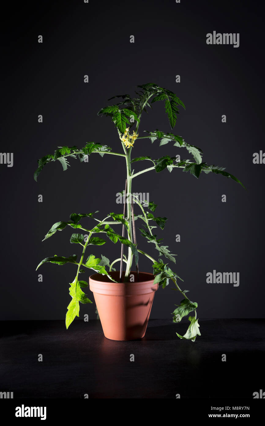 Close-up of tomato plant on table against gray wall Stock Photo - Alamy