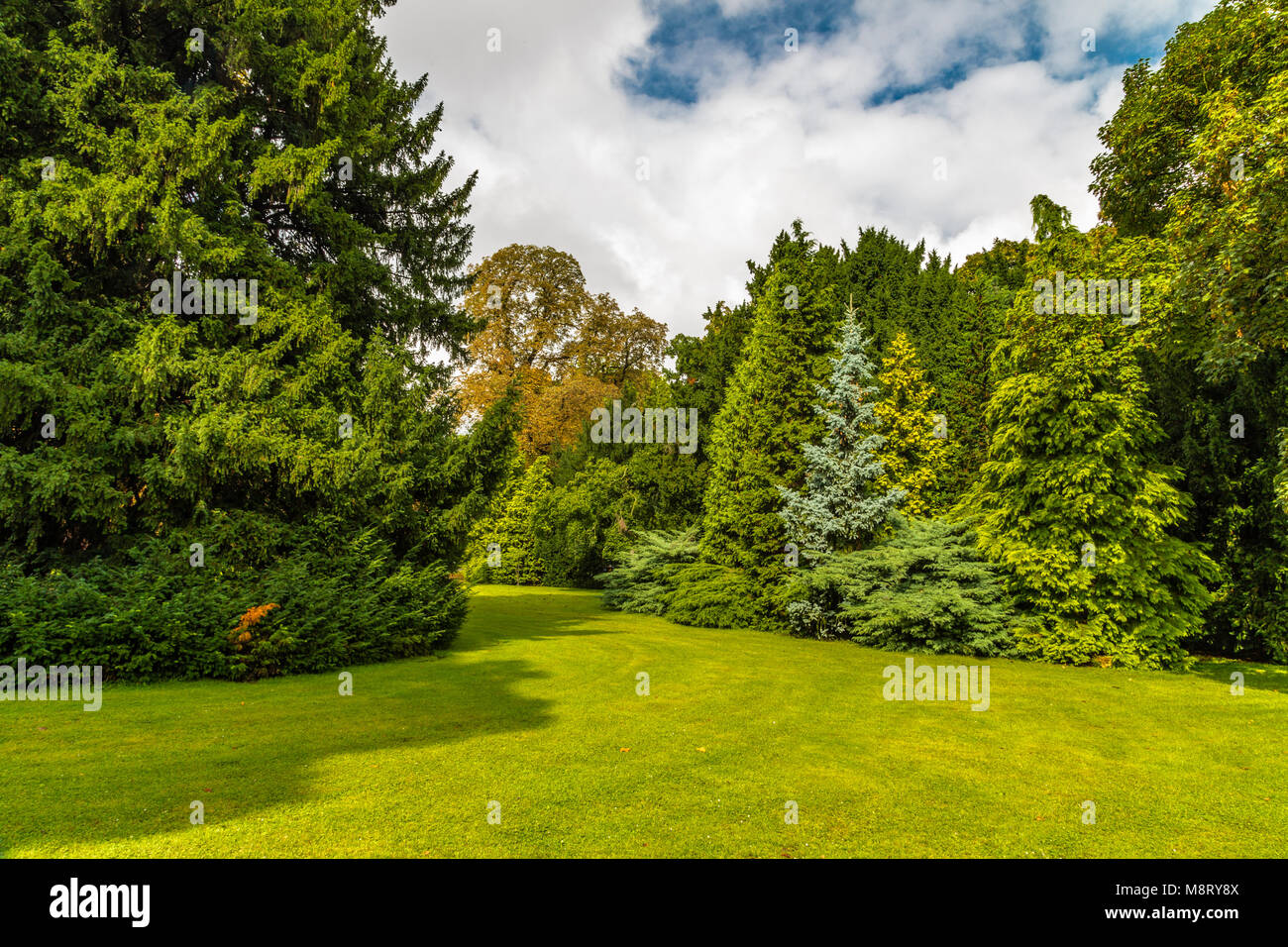 green trees in a public park Stock Photo - Alamy