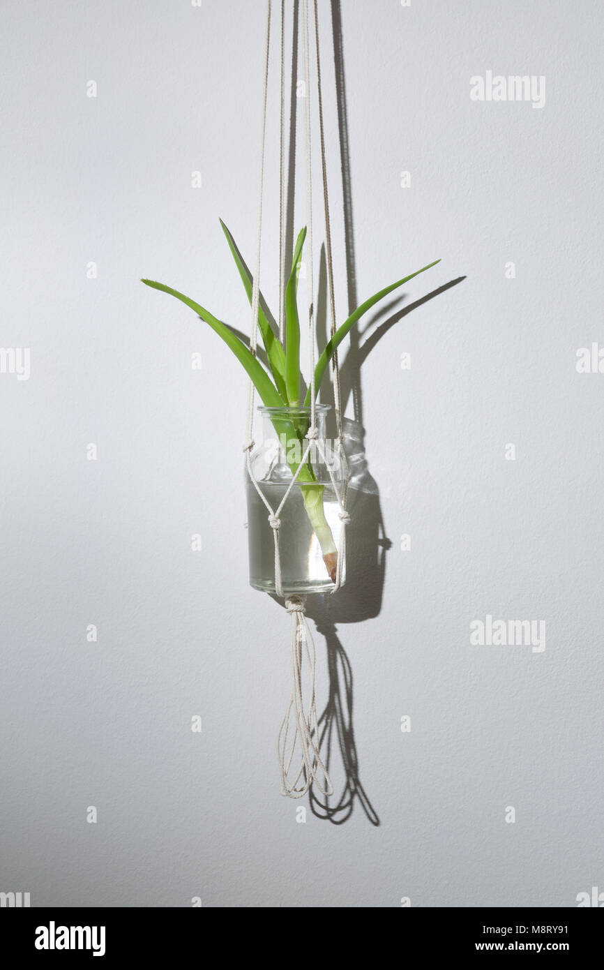 Aloe Vera Plant hanging against white wall Stock Photo - Alamy
