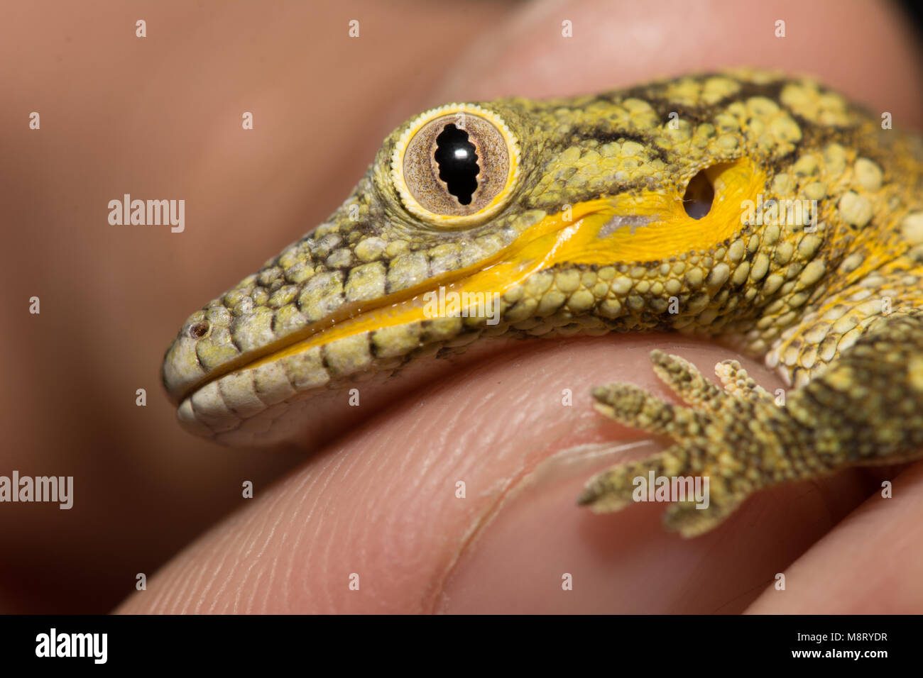 Bauer's Chameleon Gecko (Eurydactylodes agricolae Stock Photo - Alamy