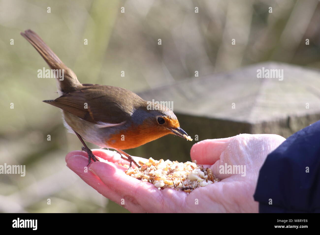 Robin hand feeding hi-res stock photography and images - Alamy