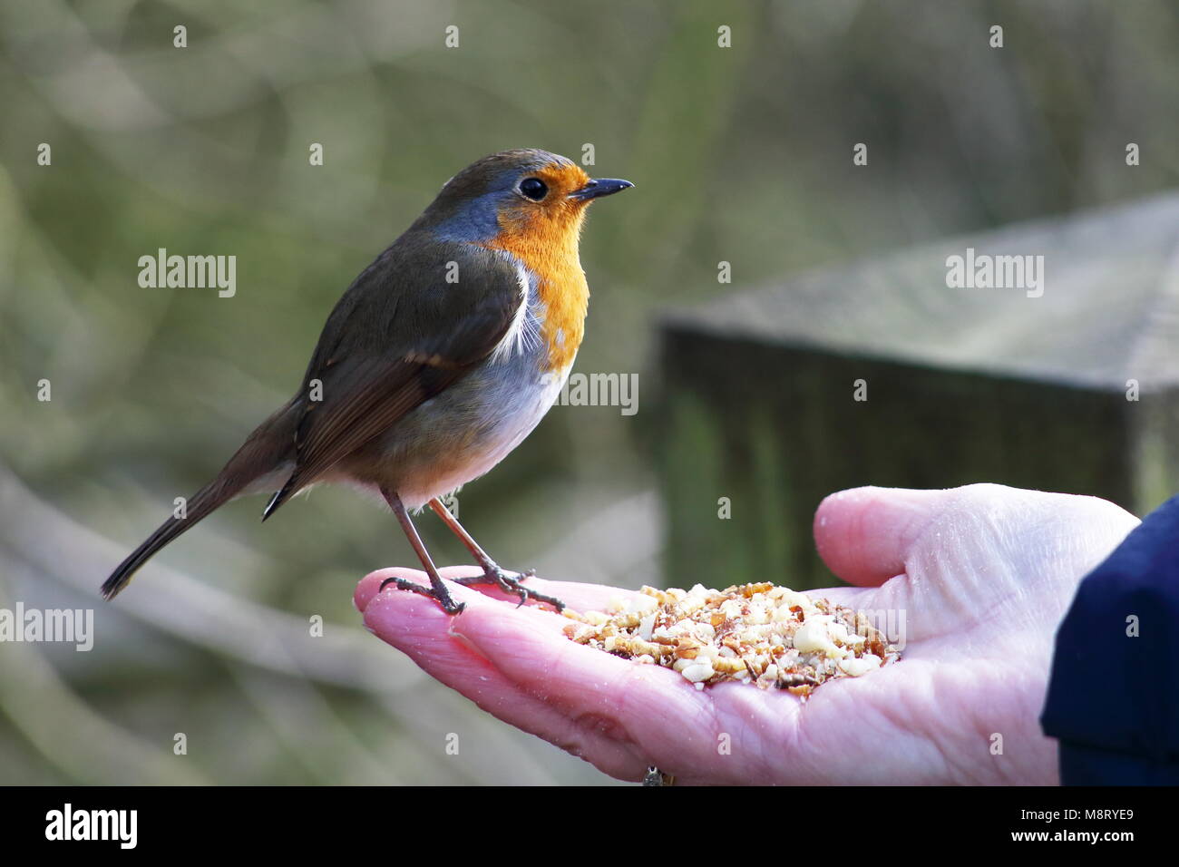 Robin Hand Feeding High Resolution Stock Photography and Images - Alamy