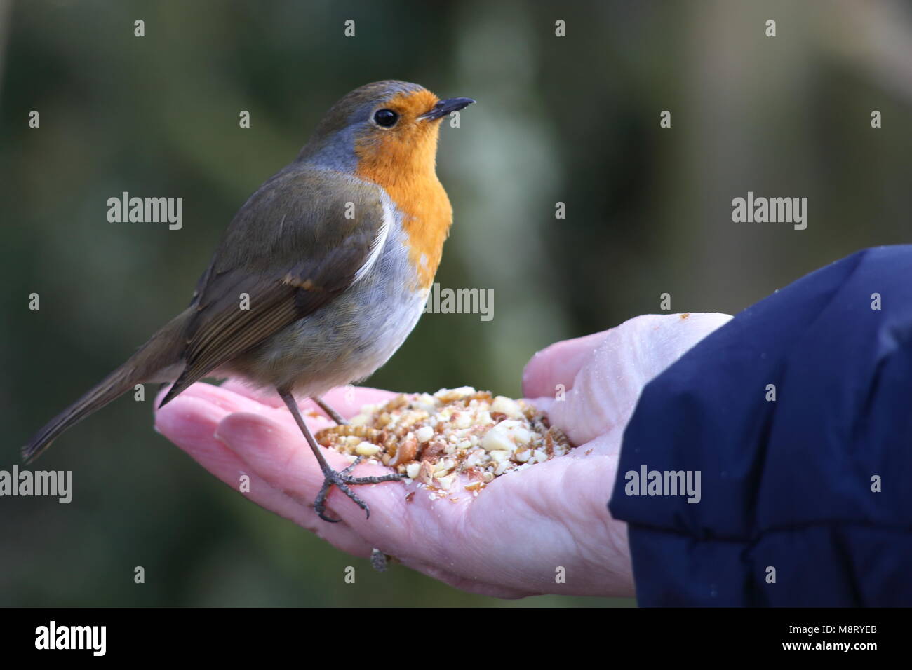 Robin Hand Feeding High Resolution Stock Photography and Images - Alamy