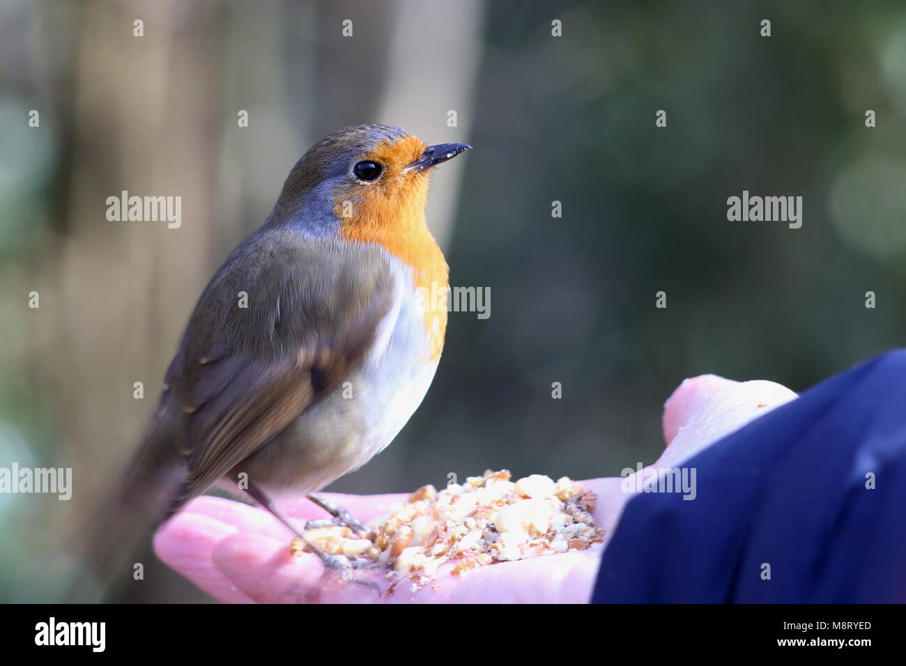 Robin Hand Feeding High Resolution Stock Photography and Images - Alamy