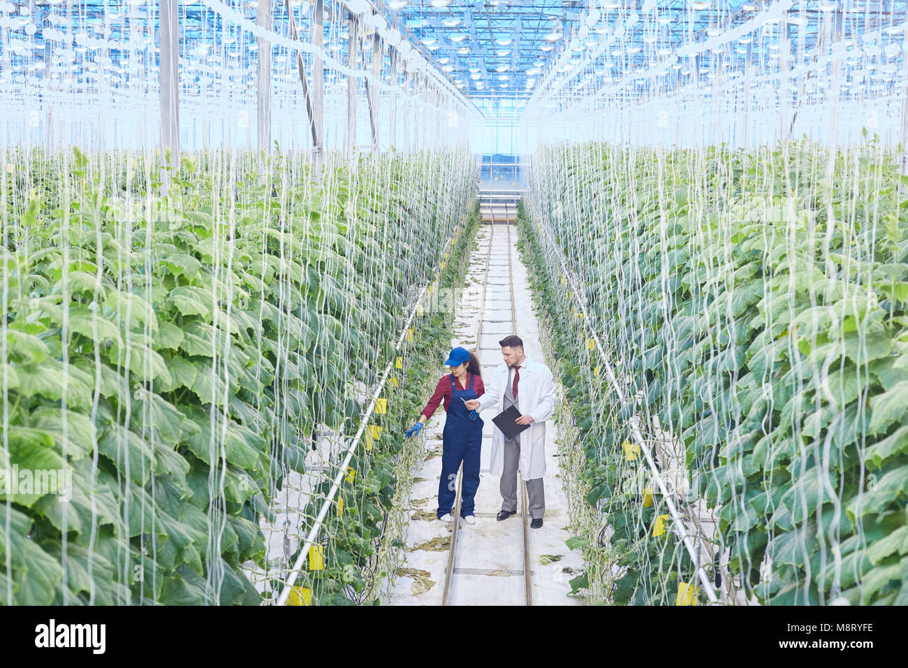 Scientist on Industrial Plantation Stock Photo - Alamy