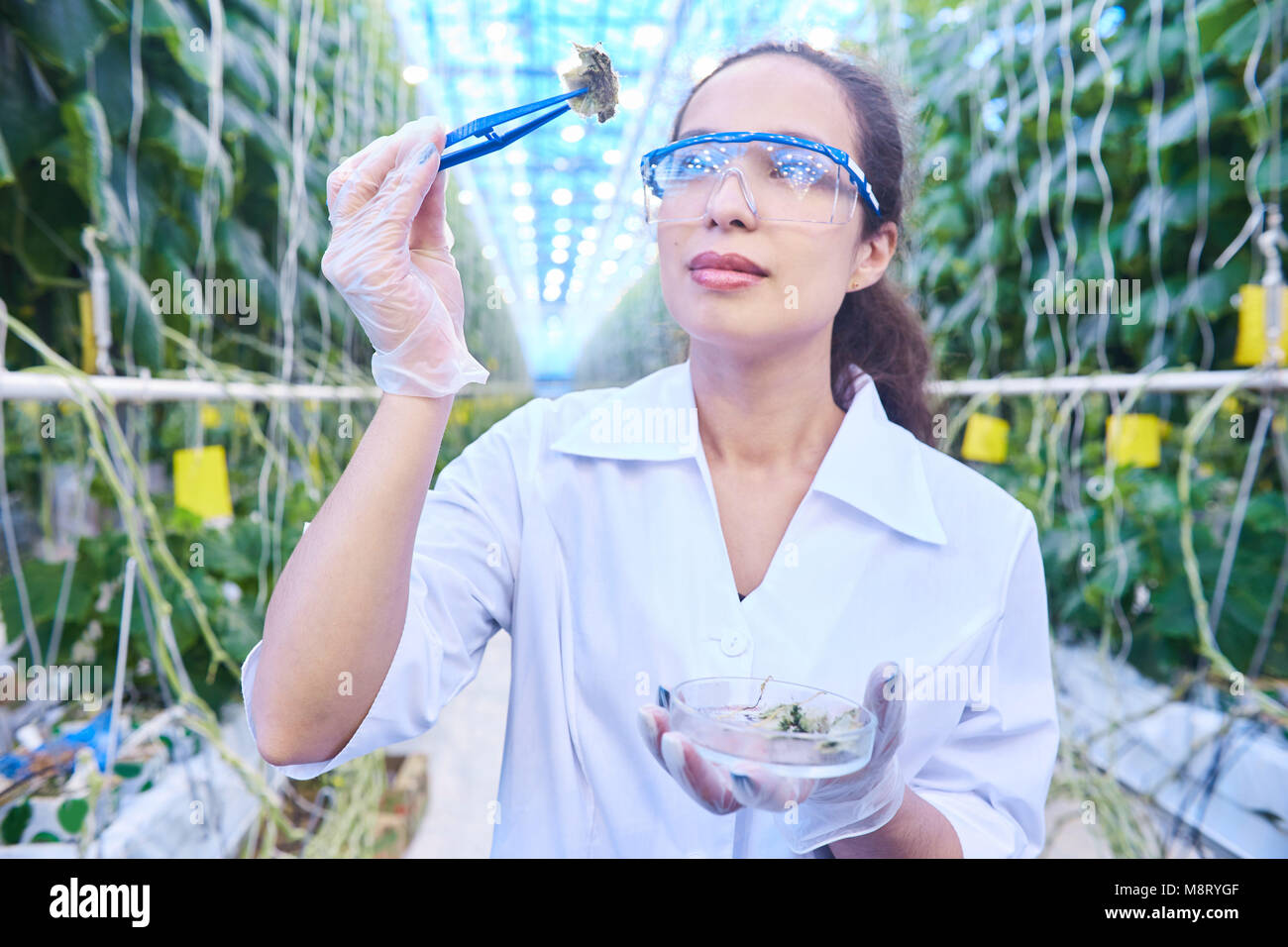 Female Breeder in Glasshouse Stock Photo - Alamy