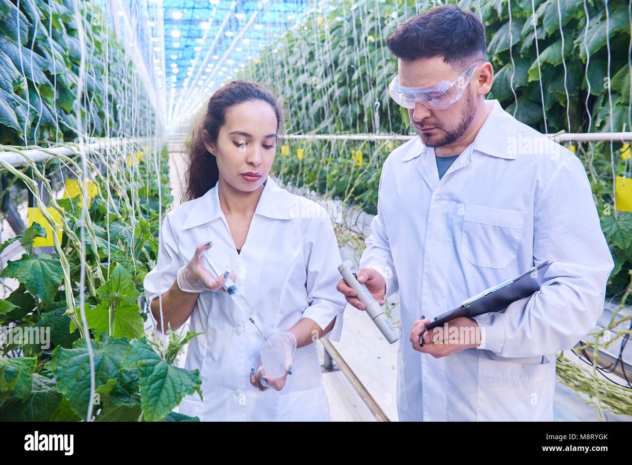Scientists Checking Quality of Vegetables Stock Photo - Alamy