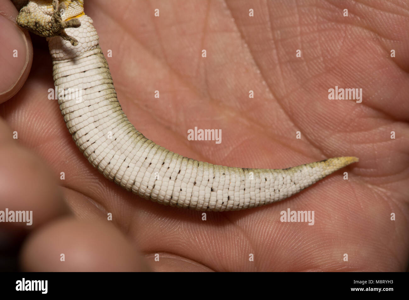 Bauer's Chameleon Gecko (Eurydactylodes agricolae Stock Photo - Alamy