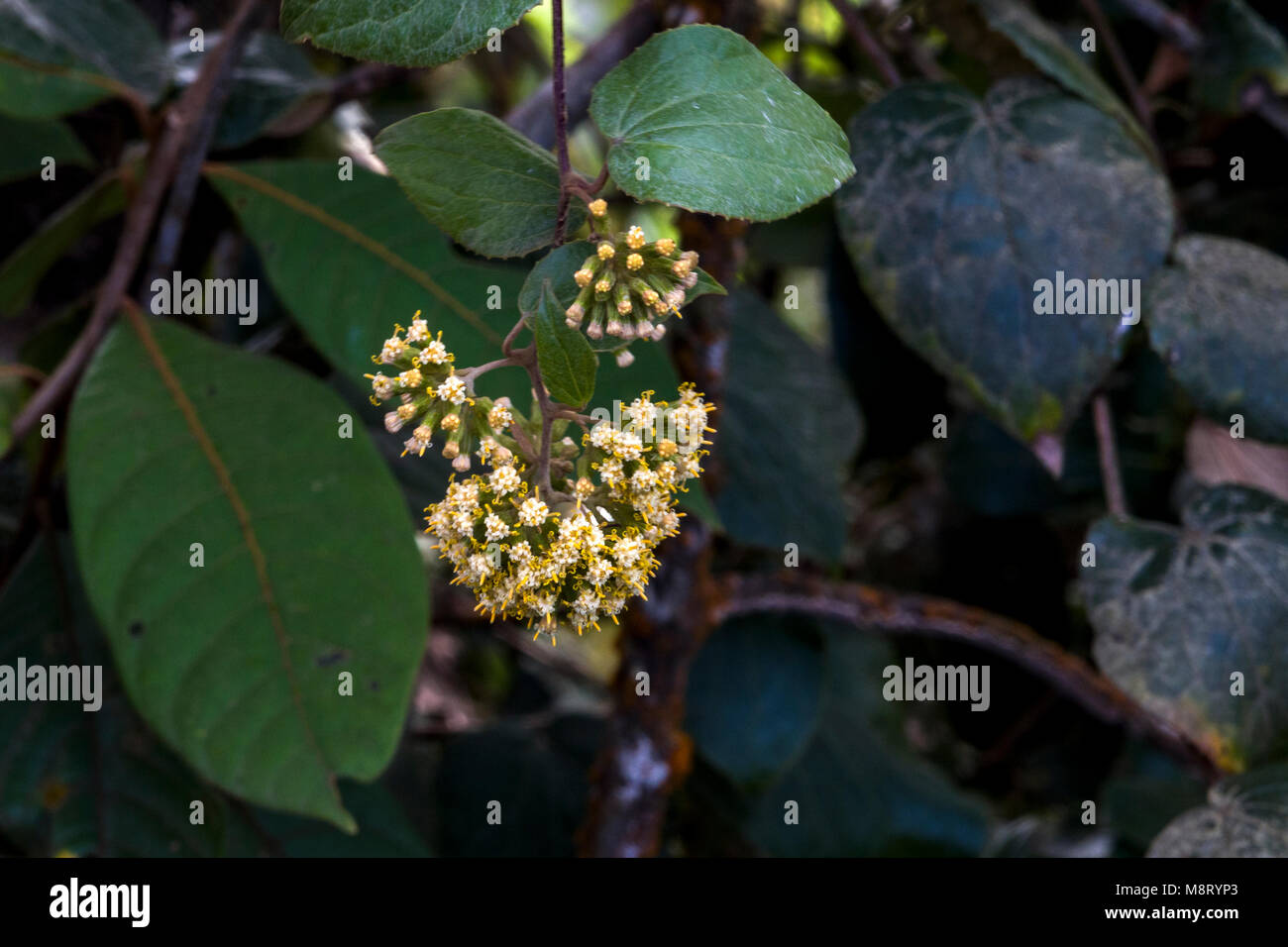 Wild flowers in forest in full bloom during spring in a forest glade ...