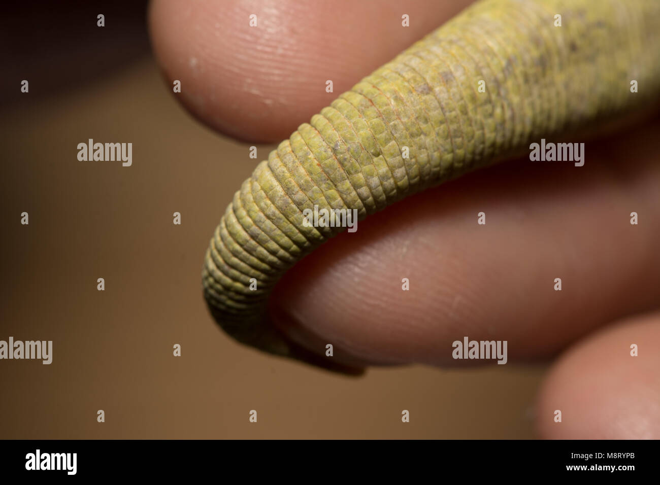 Bauer's Chameleon Gecko (Eurydactylodes agricolae Stock Photo - Alamy