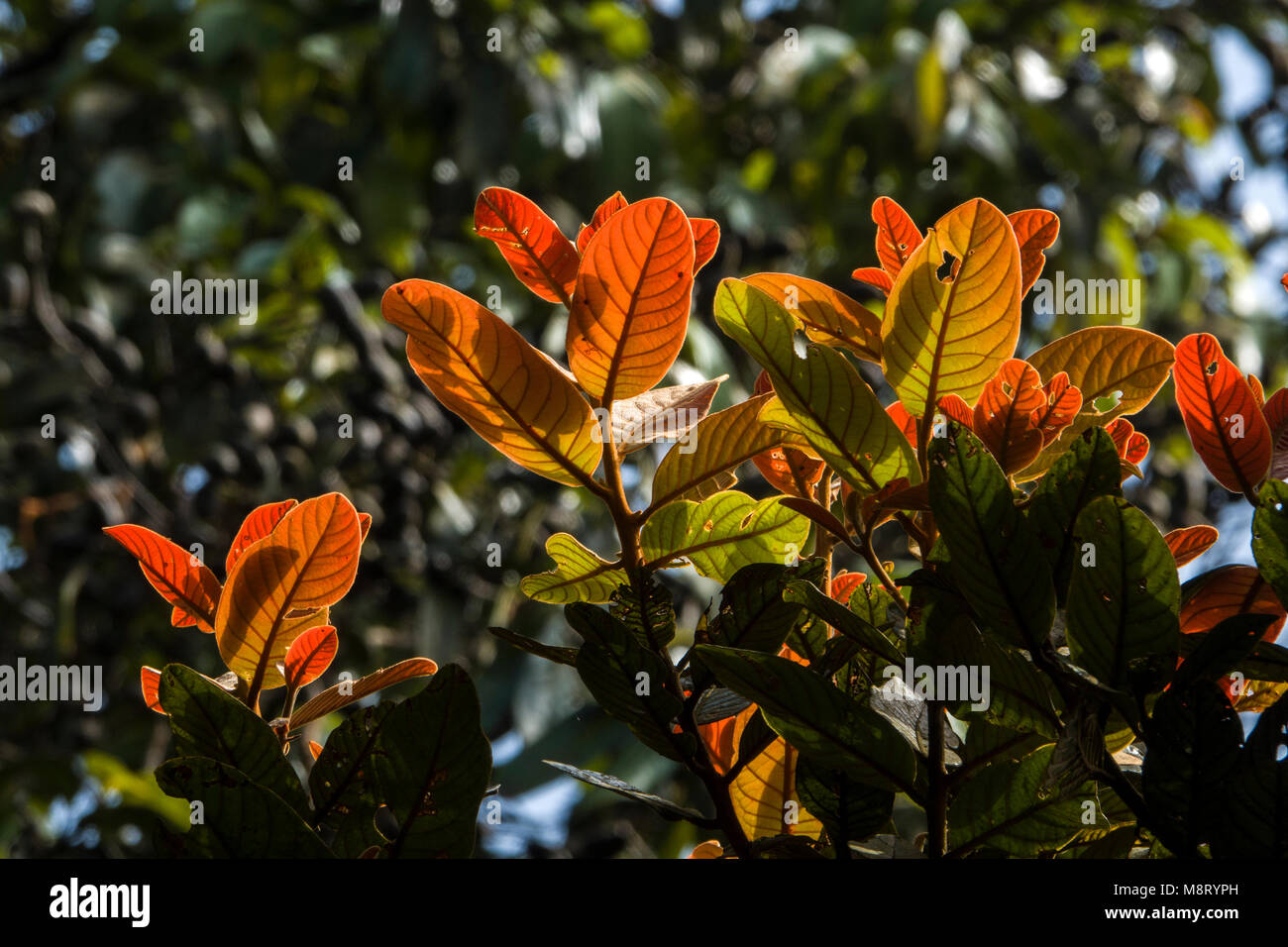 Wild flowers in forest in full bloom during spring in a forest glade ...