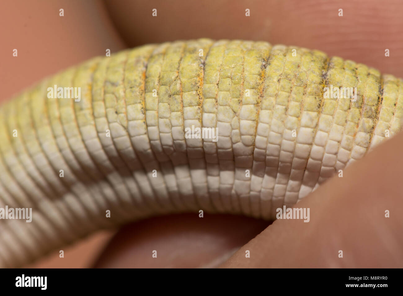 Bauer's Chameleon Gecko (Eurydactylodes agricolae Stock Photo - Alamy