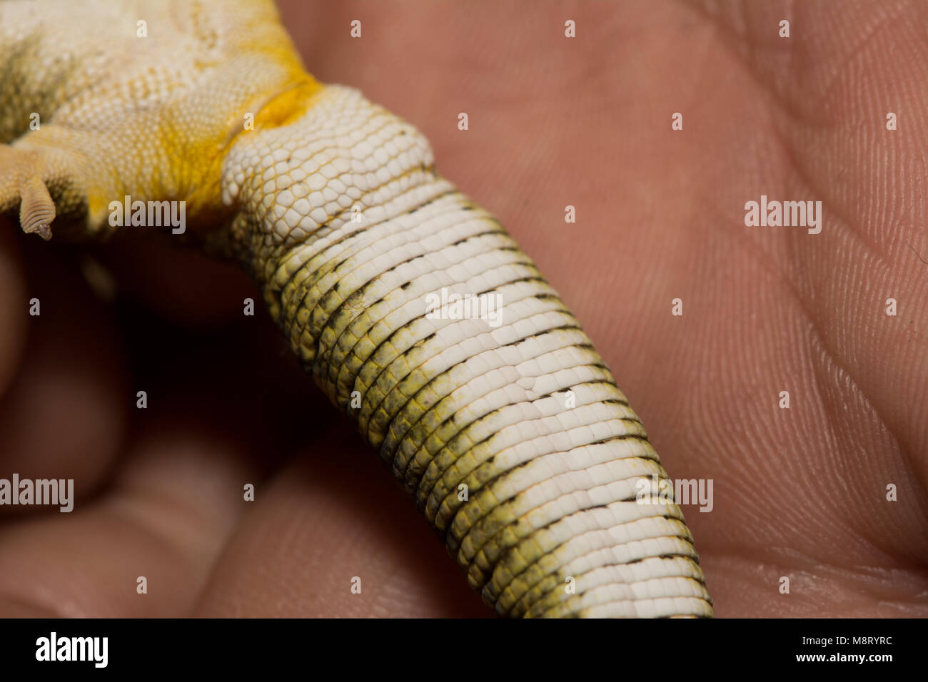 Bauer's Chameleon Gecko (Eurydactylodes agricolae Stock Photo - Alamy
