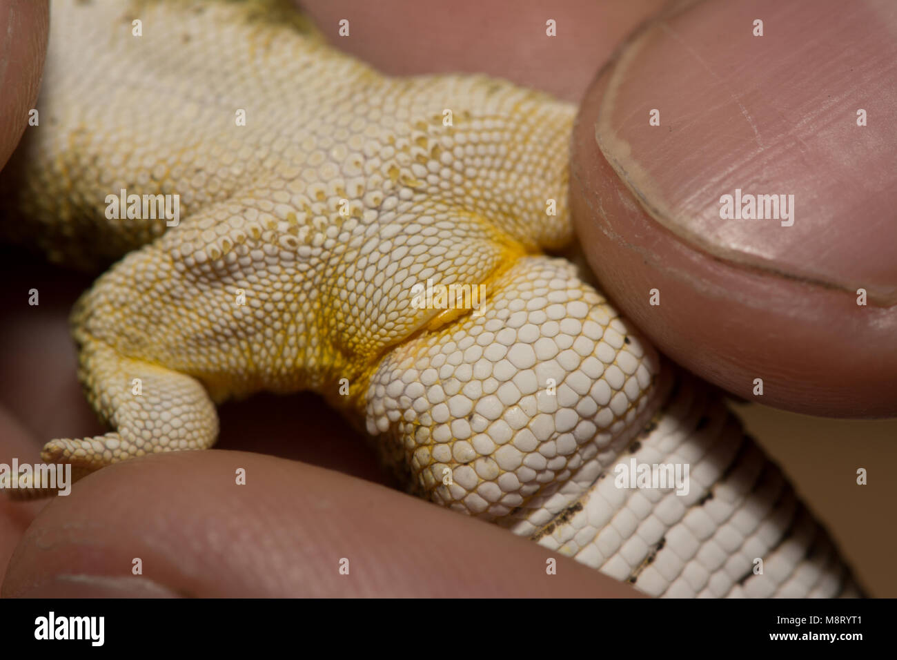 Bauer's Chameleon Gecko (Eurydactylodes agricolae Stock Photo - Alamy