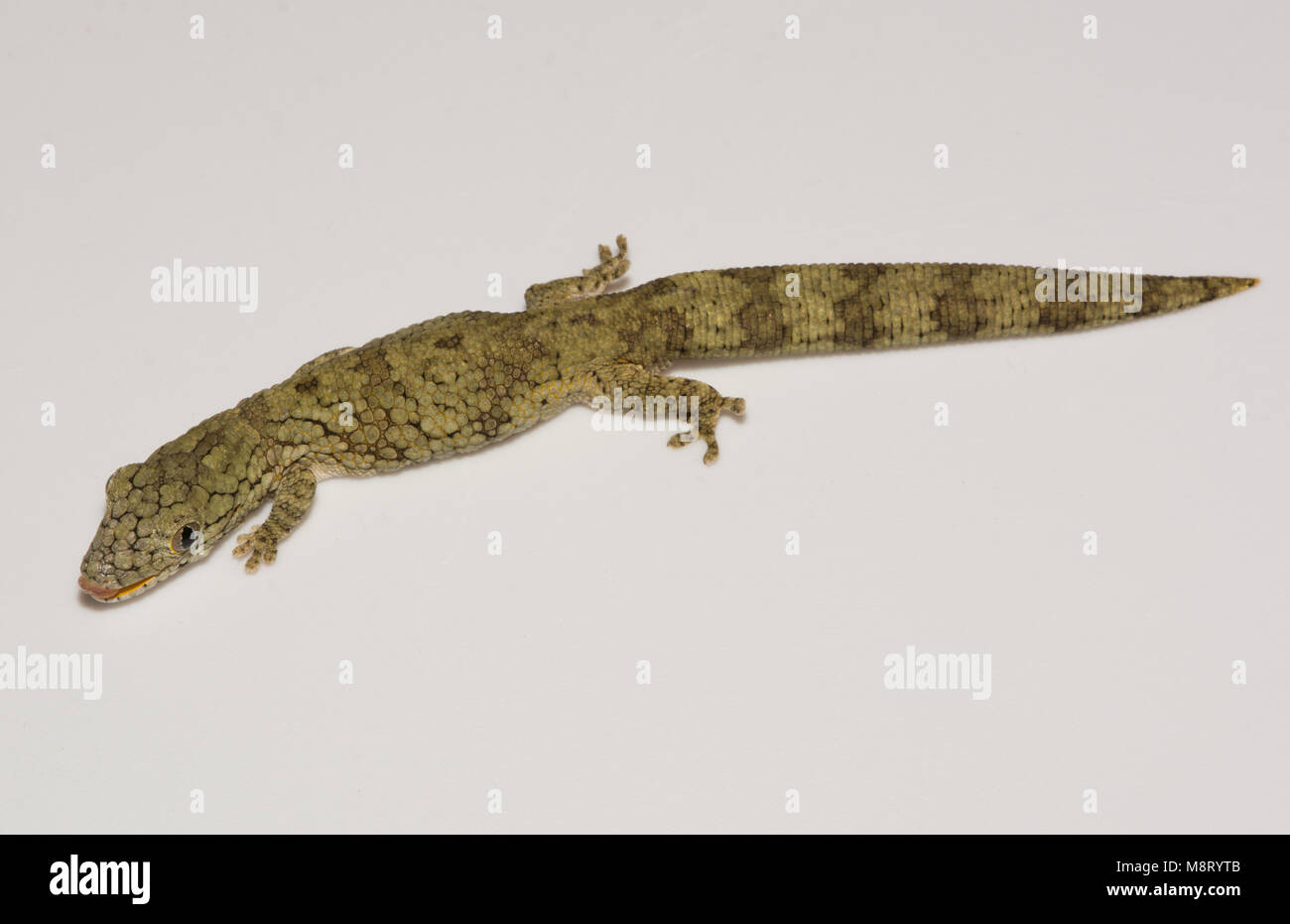 Bauers chameleon gecko eurydactylodes agricolae hi-res stock ...