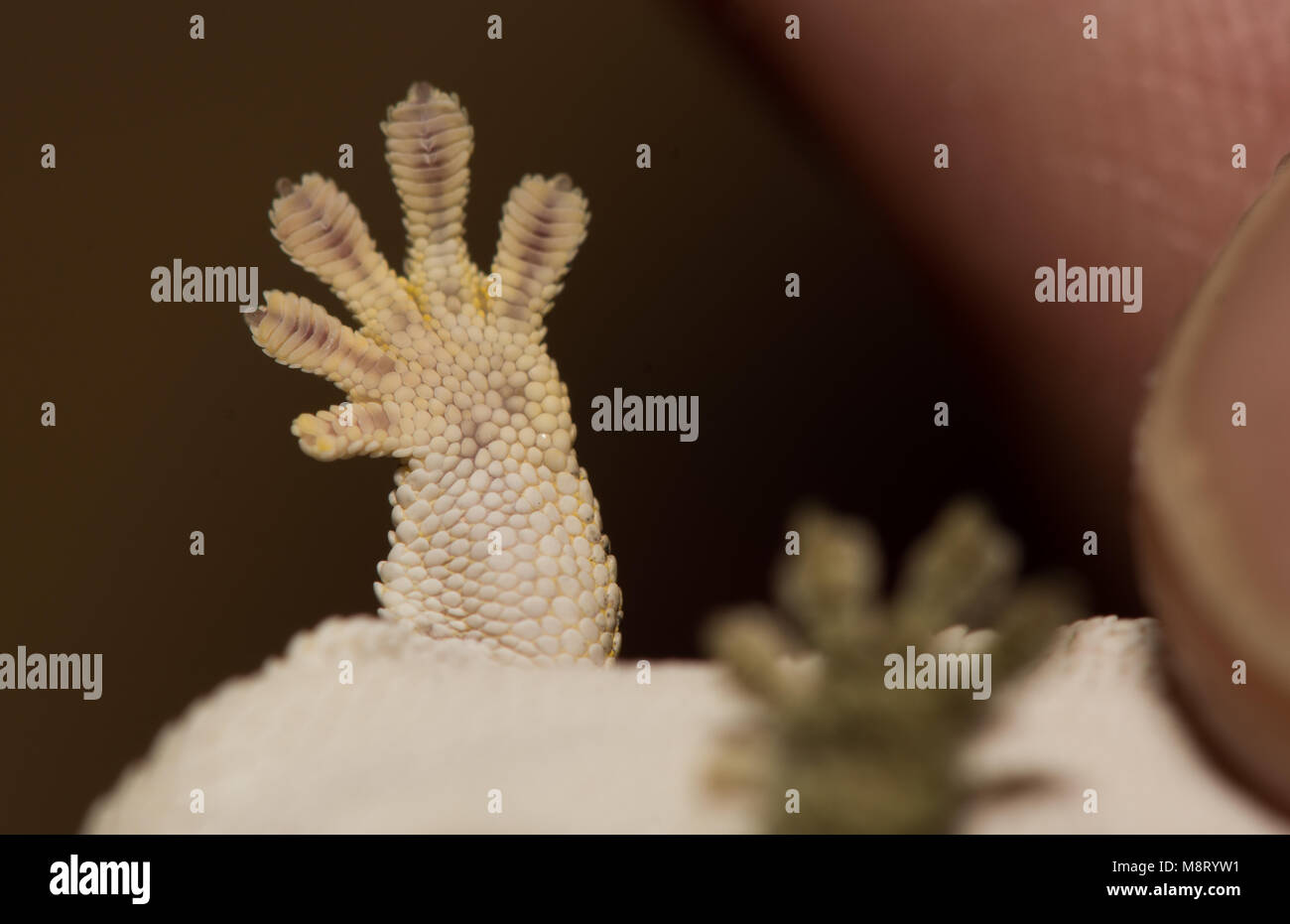 Bauer's Chameleon Gecko (Eurydactylodes agricolae Stock Photo - Alamy