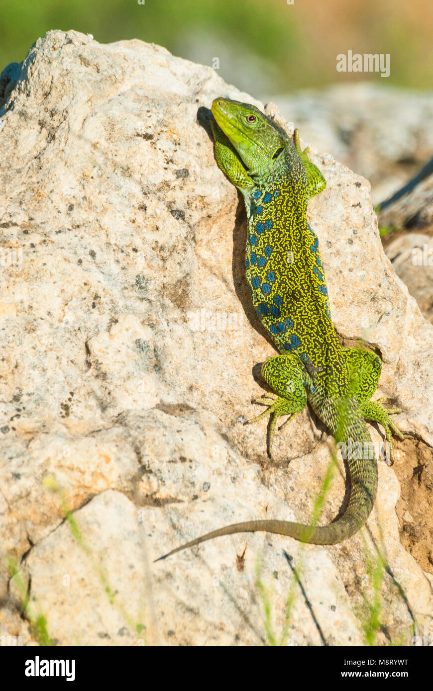 ocellated lizard, Timon lepidus Stock Photo - Alamy