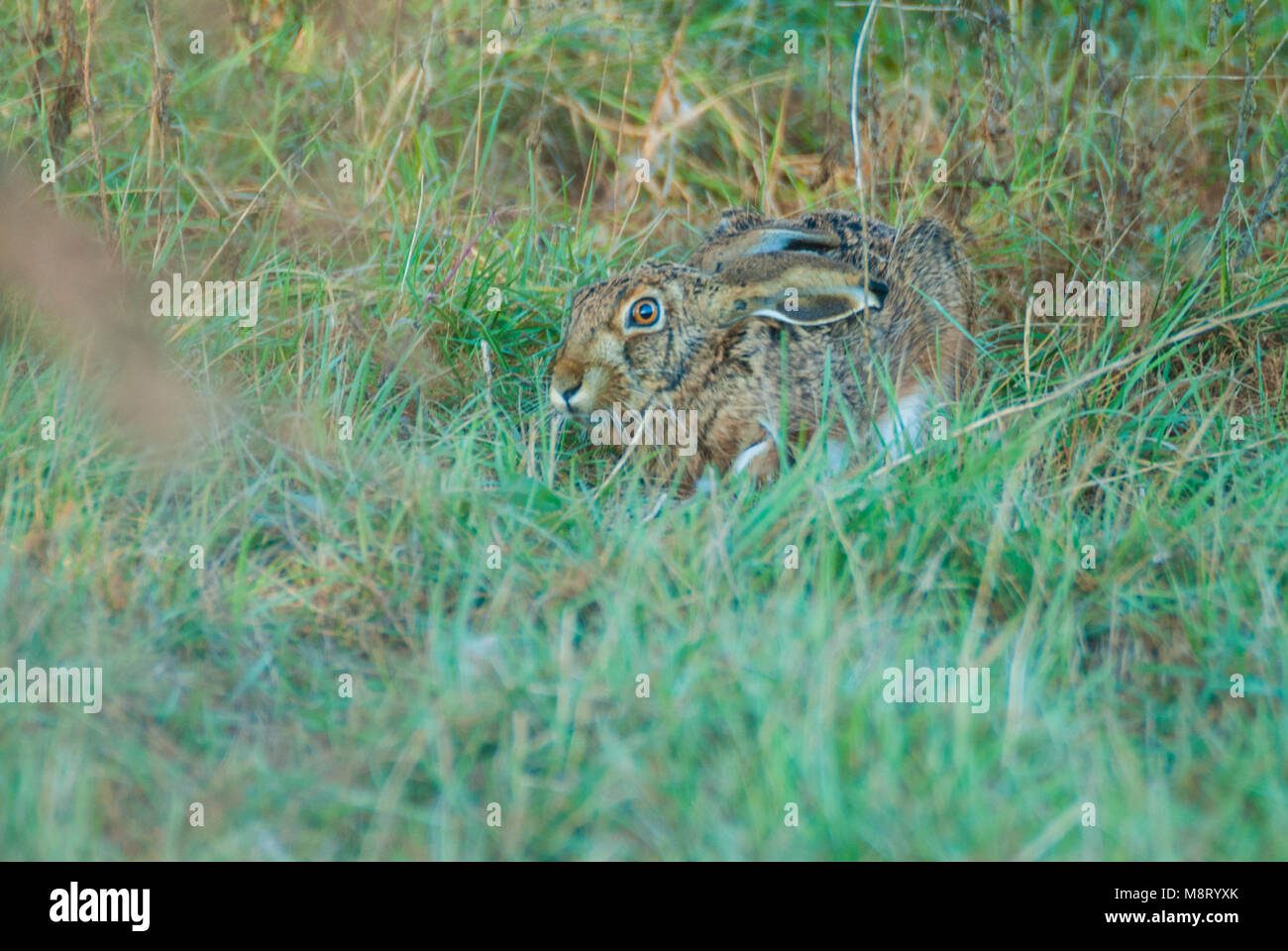 Liebre animal hi-res stock photography and images - Alamy