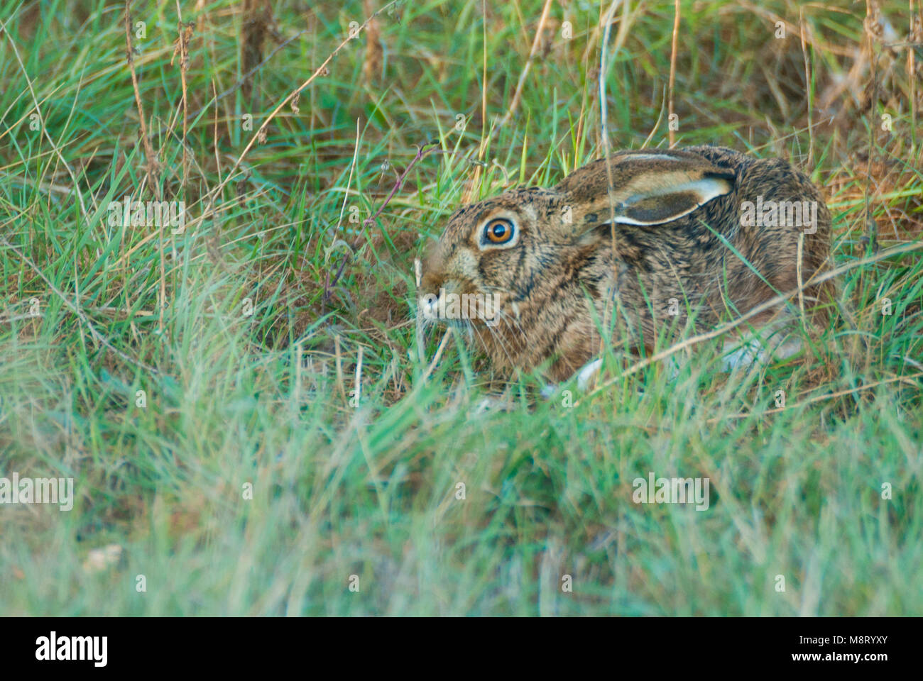 Cute Rabbit Character Set High Resolution Stock Photography and Images ...