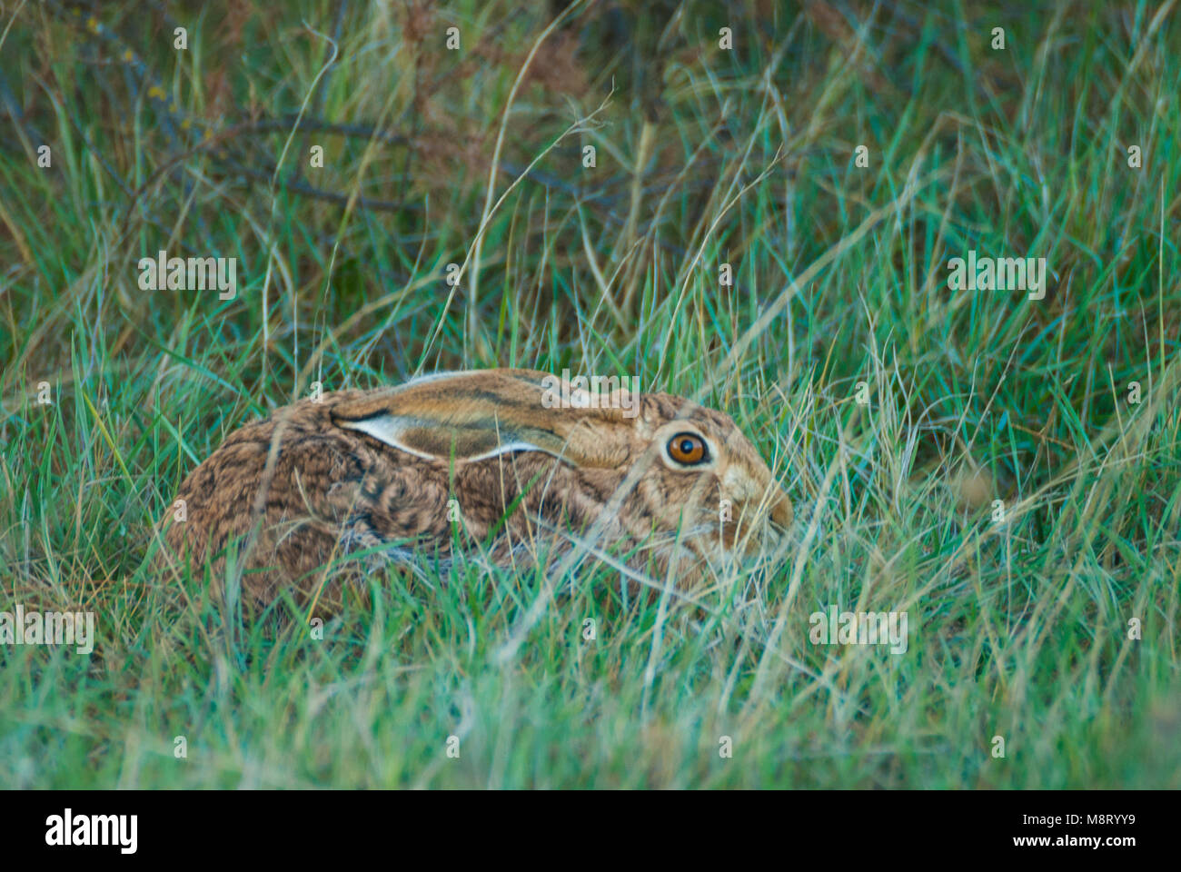 Liebre animal hi-res stock photography and images - Alamy