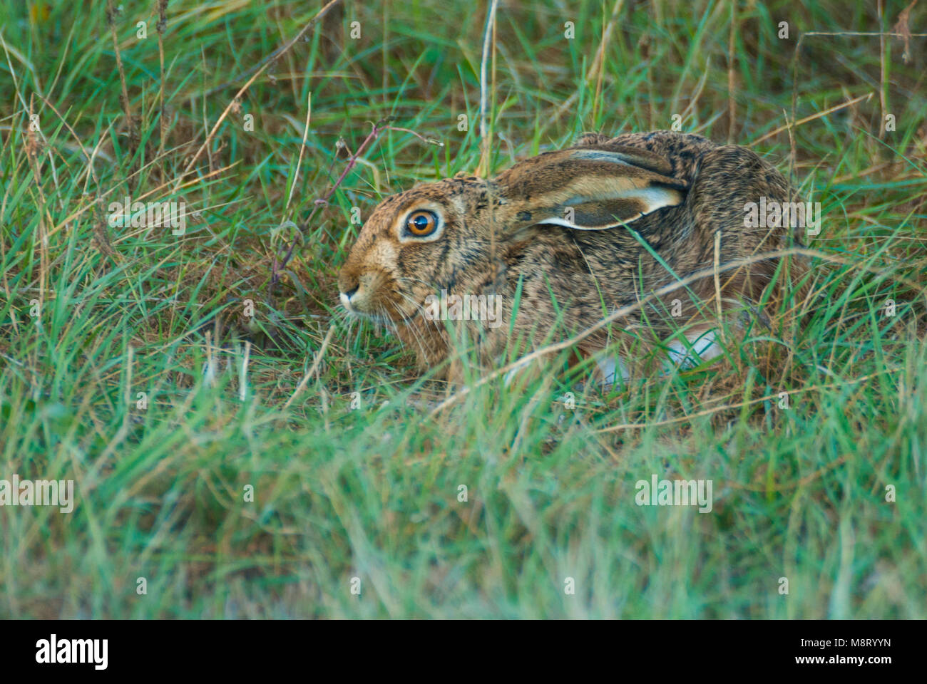 Liebre hi-res stock photography and images - Alamy