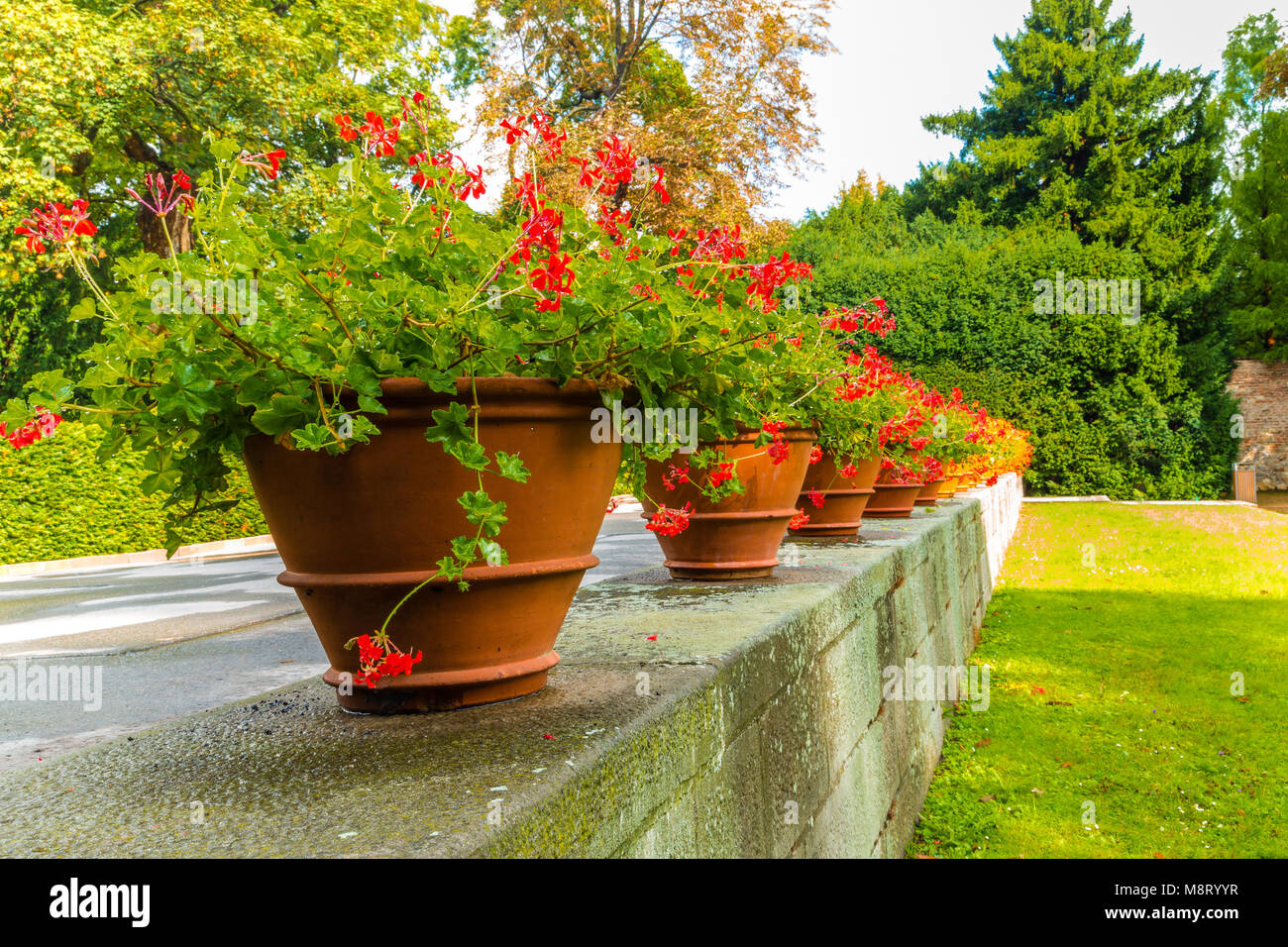 Pots of geraniums hi-res stock photography and images - Alamy